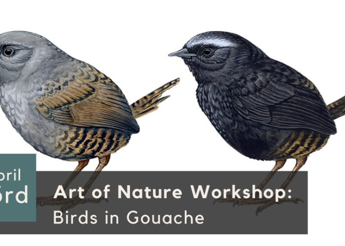 Art of Nature Workshop: Birds in Gouache - India Parent Magazine